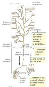 Structure of Neuron: Understanding Its anatomy and Role in Neural ...
