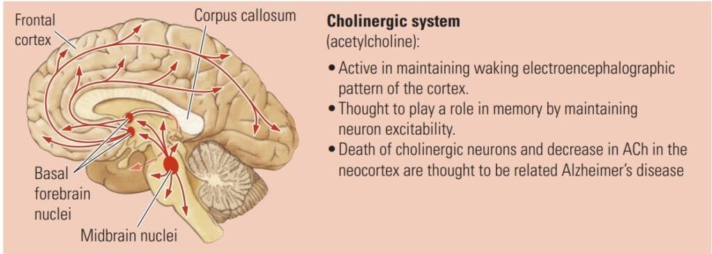 Importance of Neurotransmitters in functioning of Nervous system ...