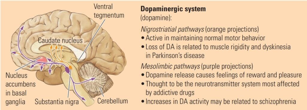 Importance of Neurotransmitters in functioning of Nervous system ...