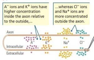 Neural Conduction : Generation and Transmission of Action Potential ...