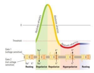 Neural Conduction : Generation and Transmission of Action Potential ...