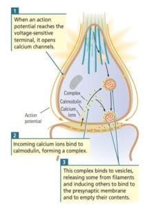 4 Steps of Synaptic Transmission : Communication between neurons ...
