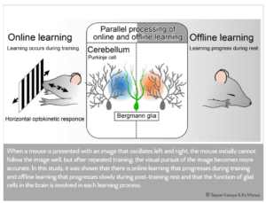 Connectionist Perspective to Memory and 2 Important Challanges to It - Careershodh