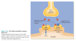 Long-Term Potentiation and Its 3 Important Stages - Careershodh