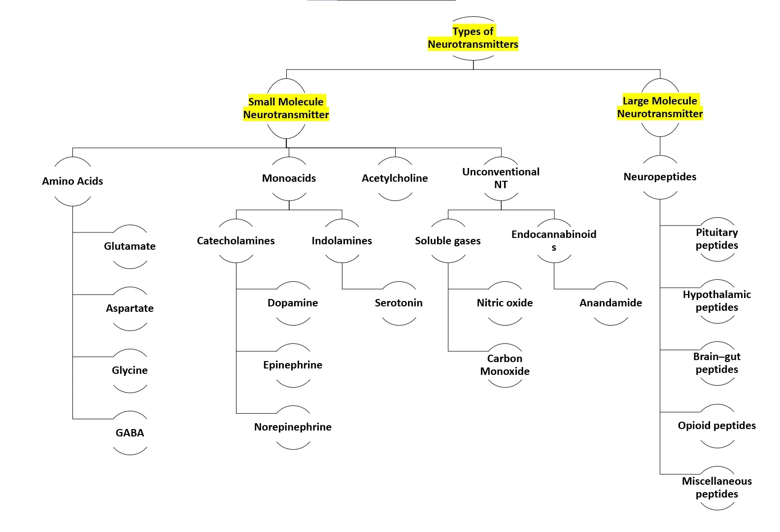 Neurotransmitters And Their Functions Chart Fantastic Drug