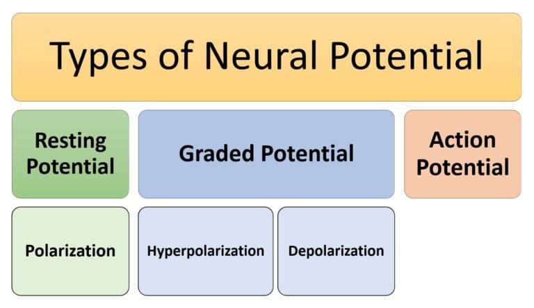 Neural Conduction : Generation and Transmission of Action Potential ...